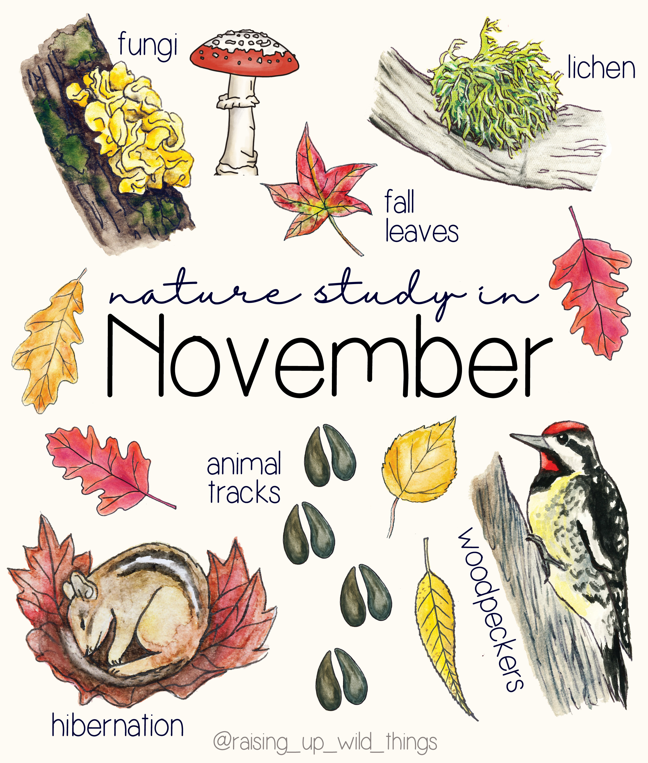 November Nature Studies: Hibernation, Tracks, Fungi and More – Raising ...